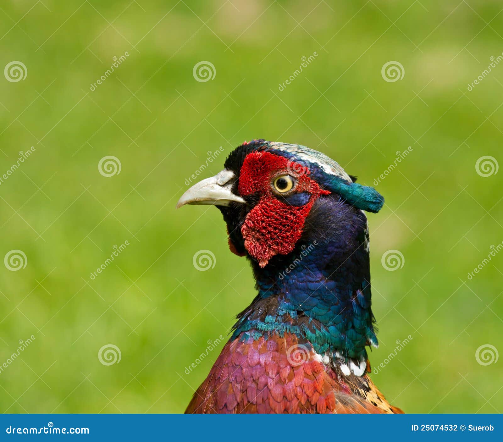 Testa comune del fagiano fotografia stock. Immagine di gioco - 25074532