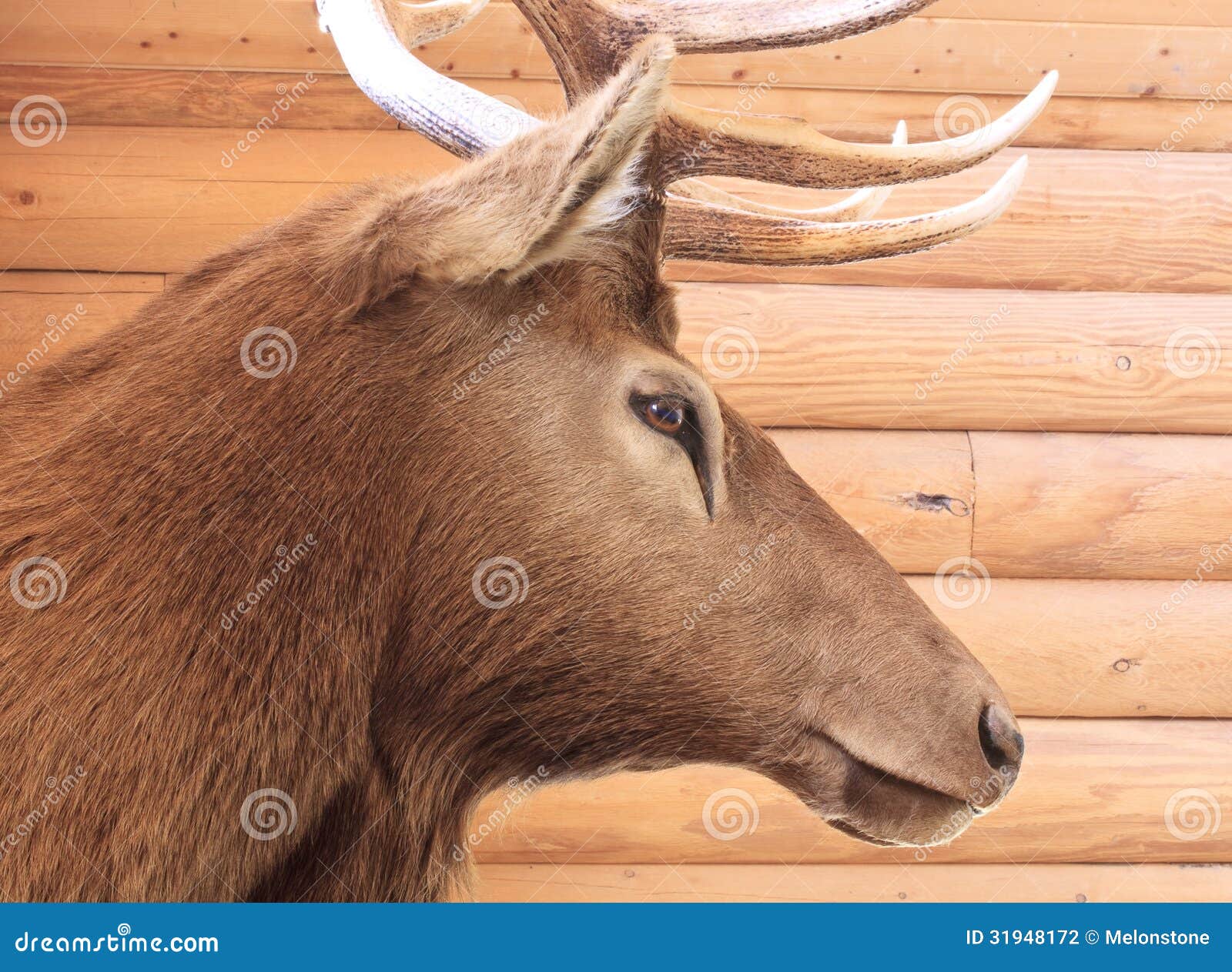 Testa degli alci fotografia stock. Immagine di registro - 31948172