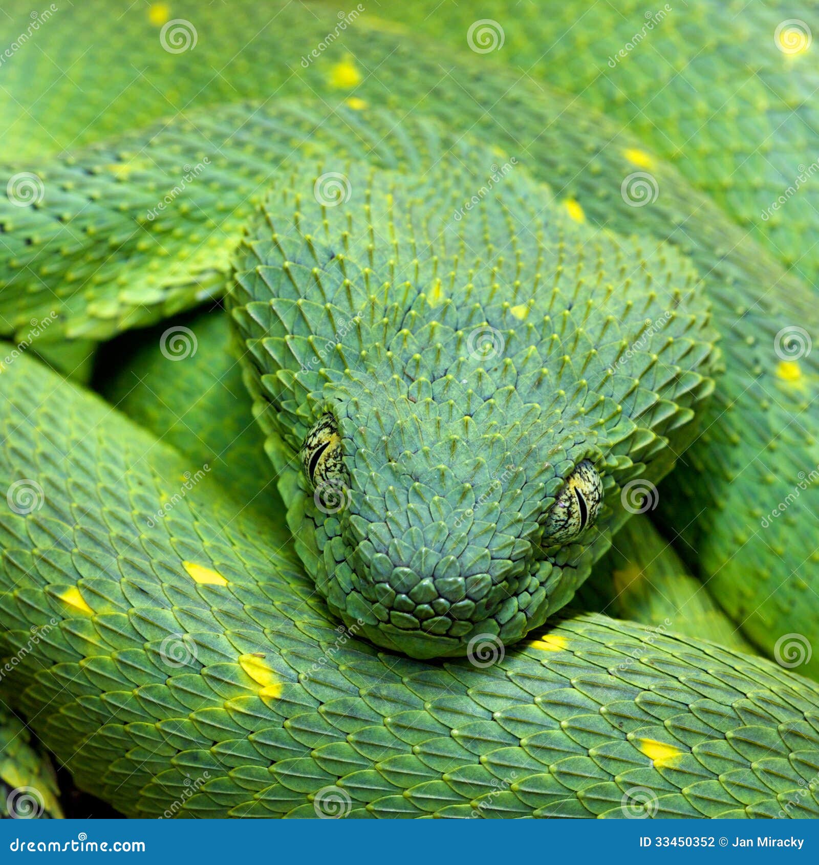 Testa Dei Chlorechis Di Atheris Del Serpente Verde Fotografia Stock ...