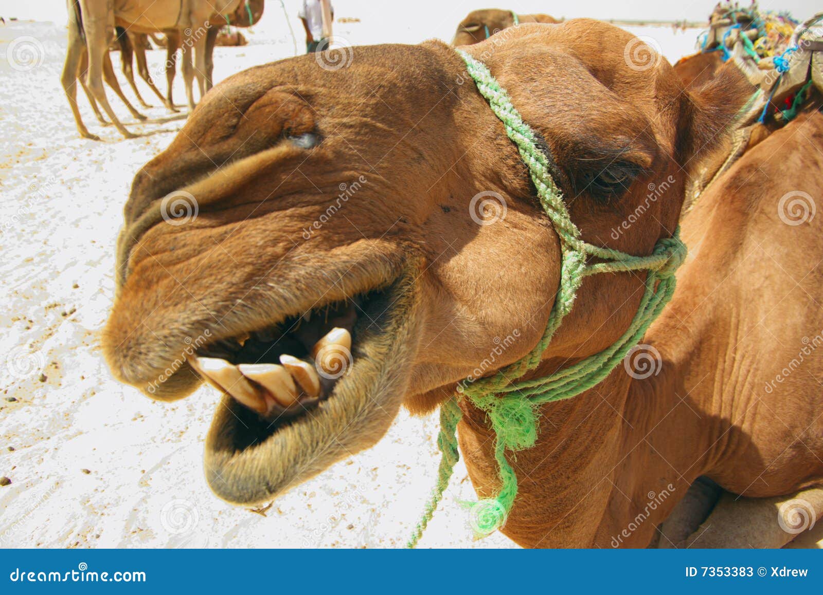 Testa del cammello immagine stock. Immagine di safari - 7353383