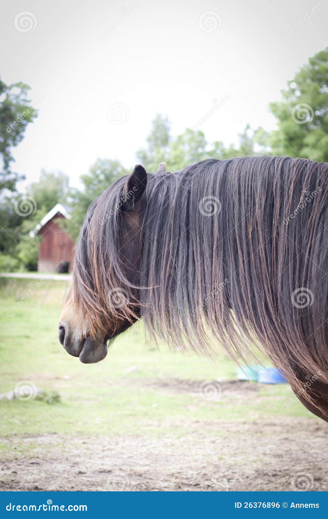 Testa del cavallo fotografia stock. Immagine di erba - 26376896