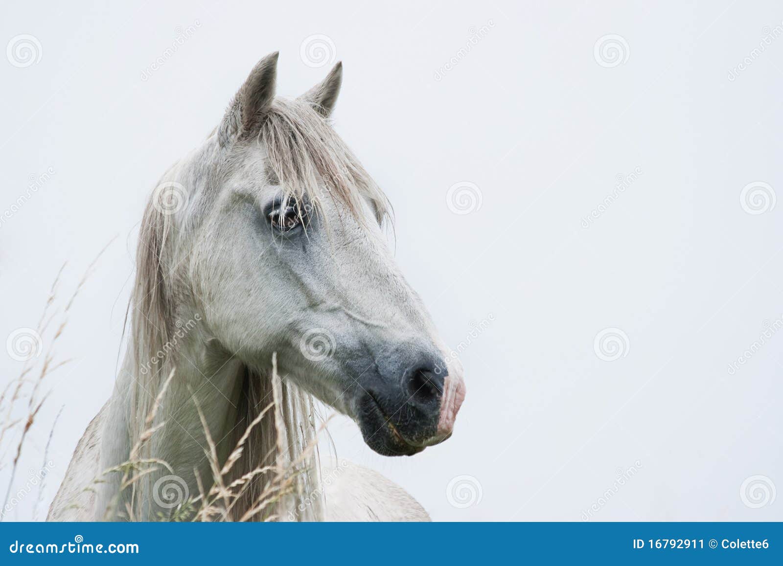 Testa del cavallo bianco immagine stock. Immagine di animale - 16792911