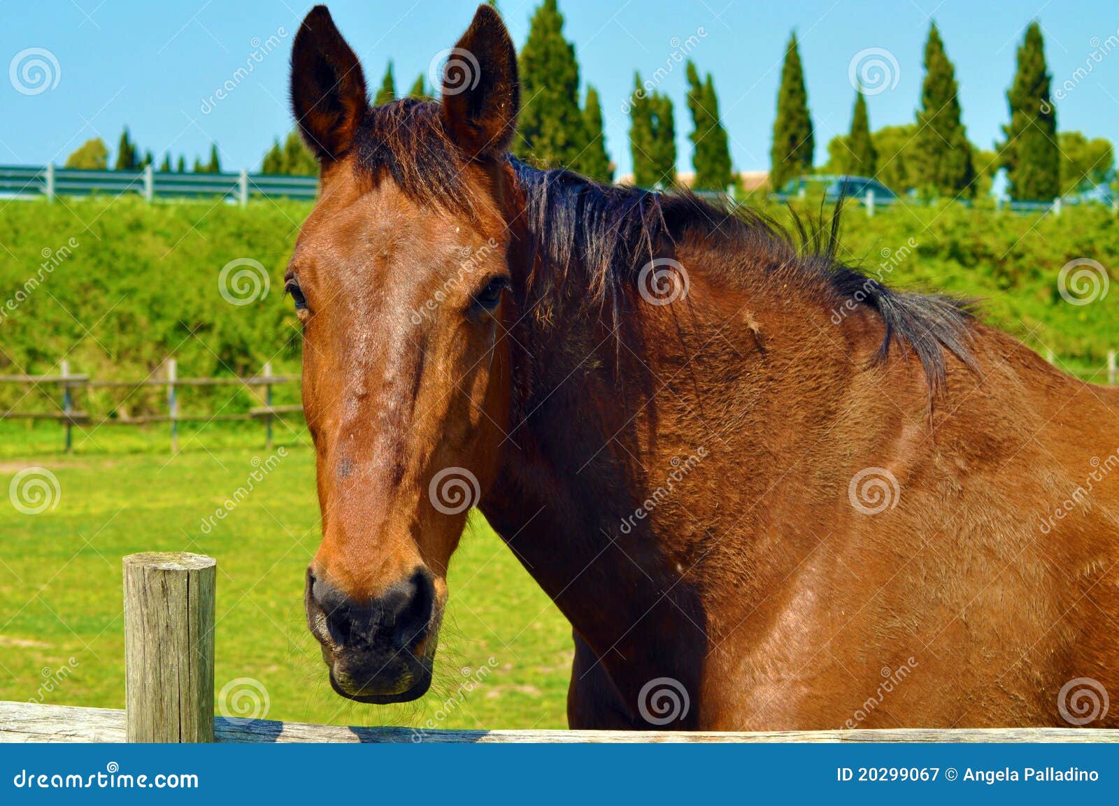 Testa del cavallo marrone immagine stock. Immagine di creatura - 20299067