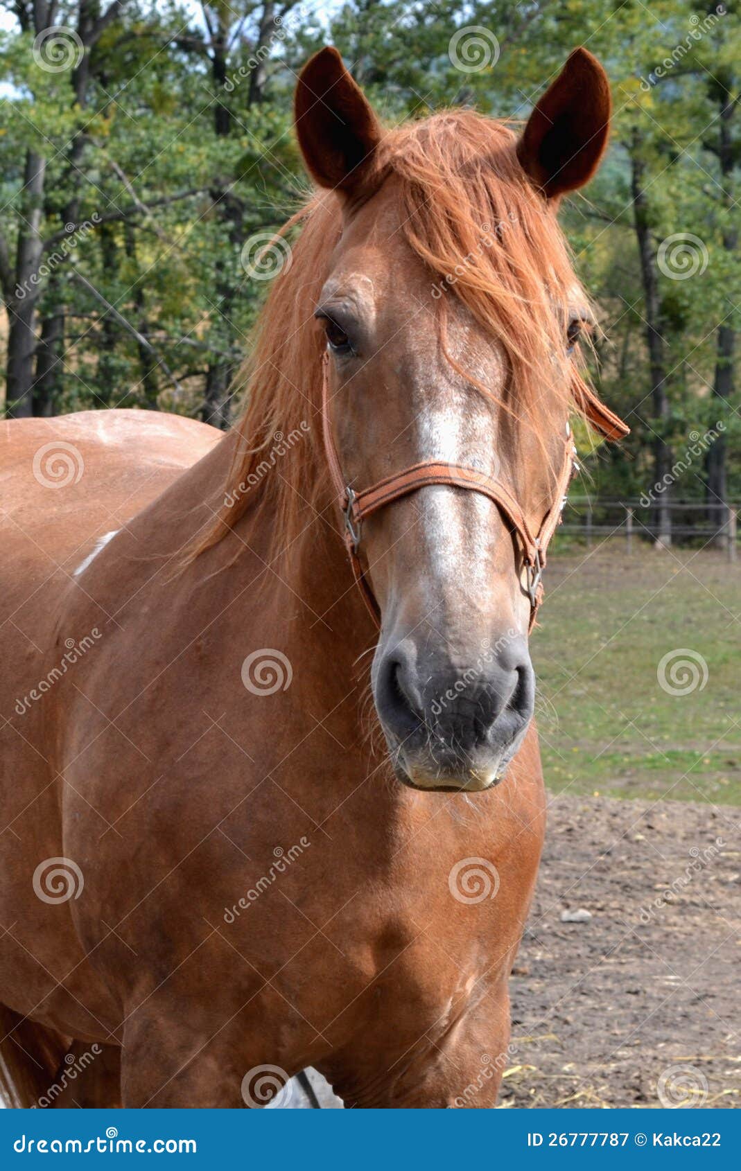 Testa del cavallo marrone immagine stock. Immagine di sole - 26777787