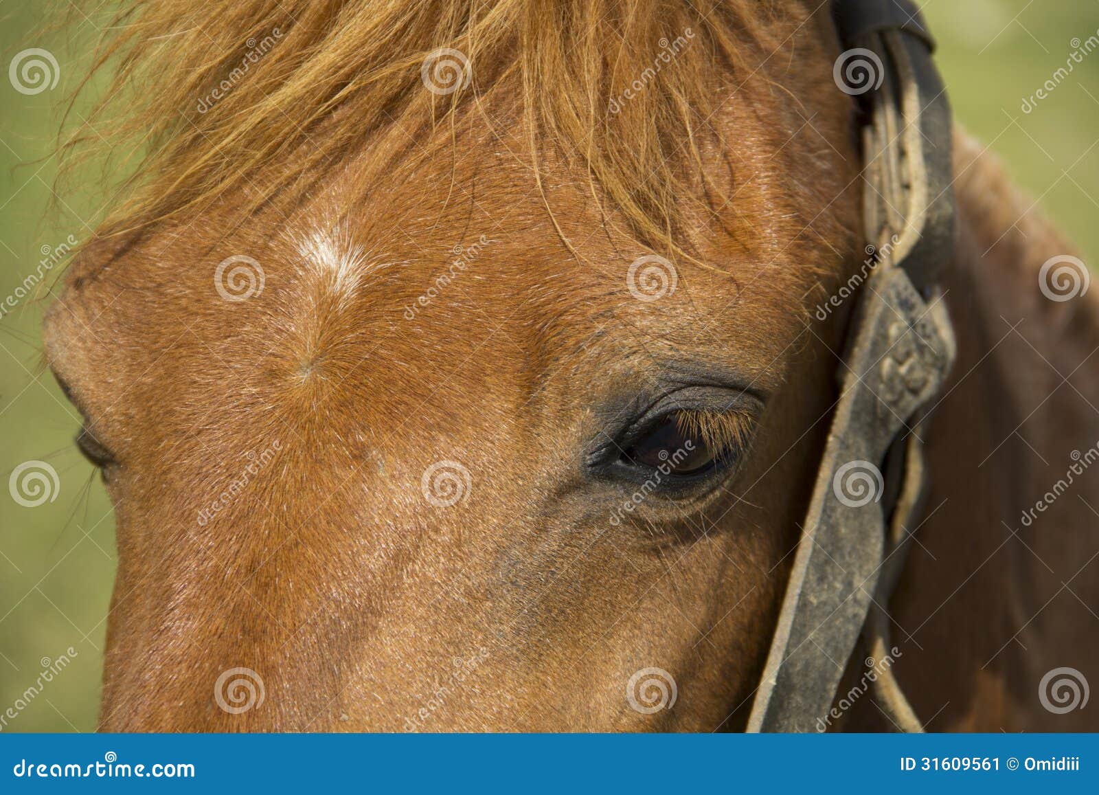 Testa del cavallo marrone immagine stock. Immagine di animale - 31609561