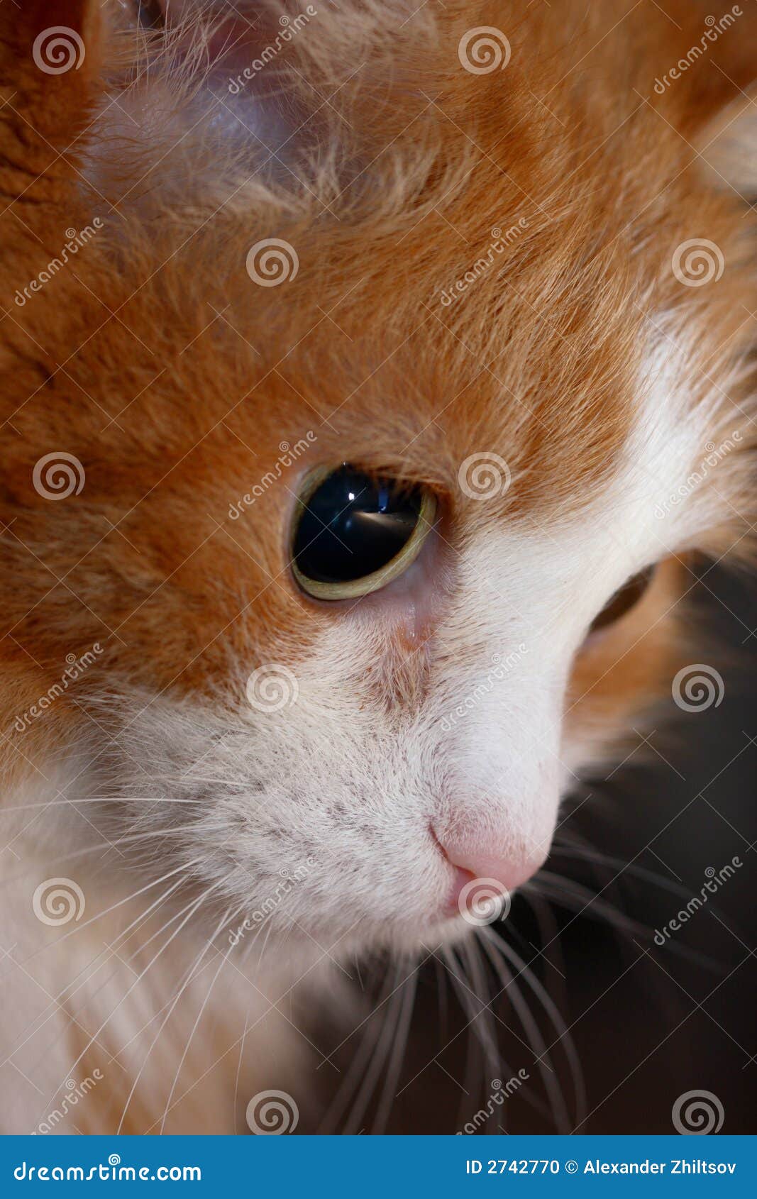 Testa del gatto fotografia stock. Immagine di occhio, animale - 2742770