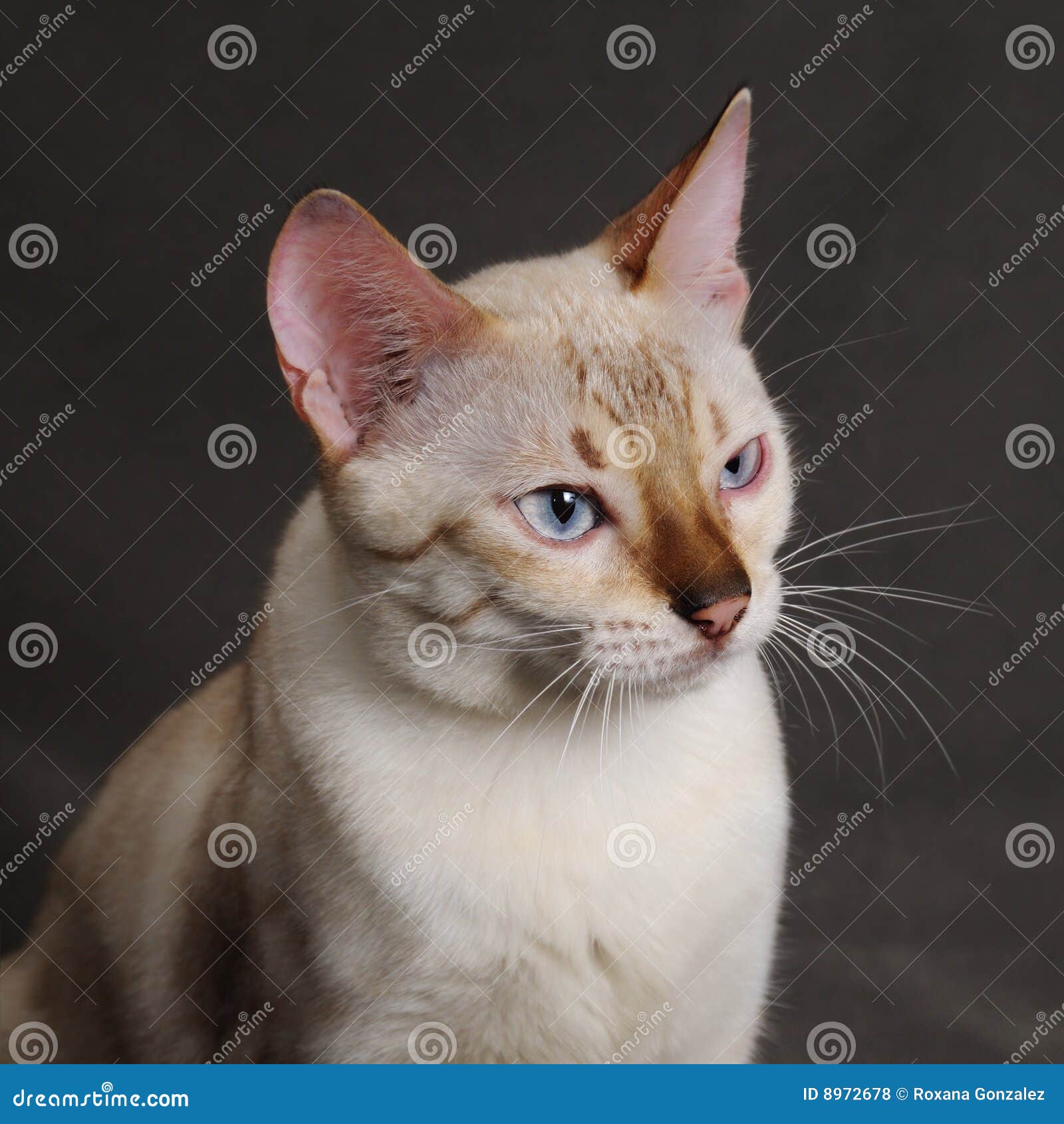 Testa Del Gatto Del Bengala Fotografia Stock - Immagine di ritratto ...