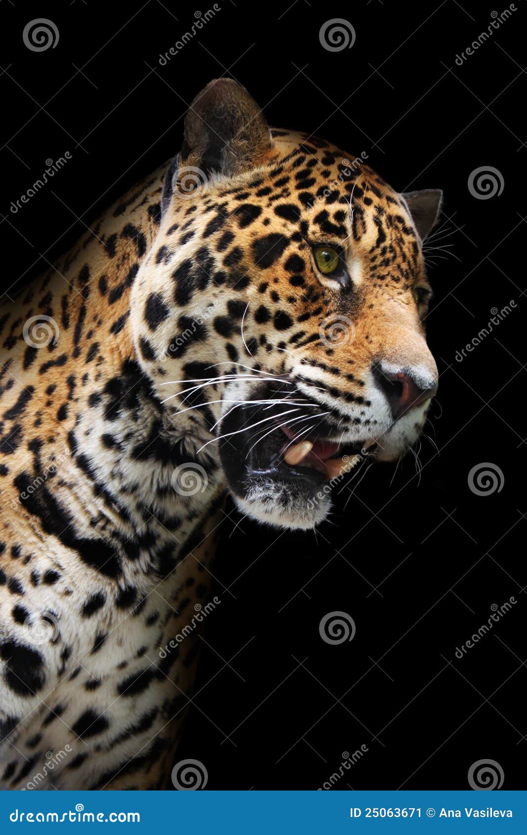 Testa Del Giaguaro Nella Nerezza, Isolata Immagine Stock - Immagine di ...