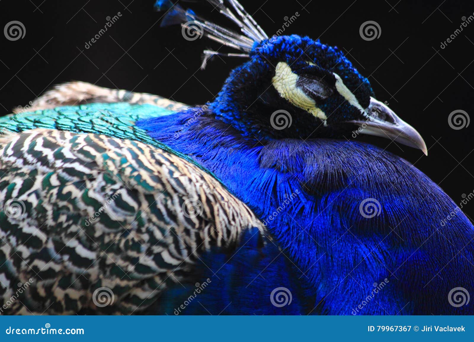 Testa del pavone di colore immagine stock. Immagine di bello - 79967367