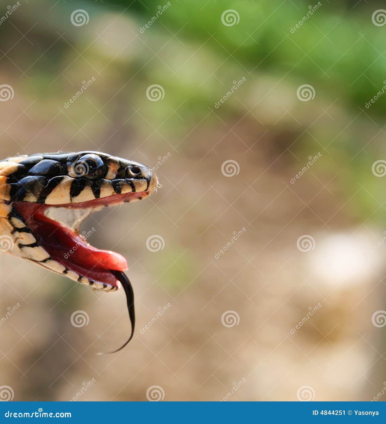 Testa Del Rettile Tossico Del Serpente Con La Bocca Aperta Immagine ... Testa Del Rettile Tossico Del Serpente Con La Bocca Aperta Immagine ...