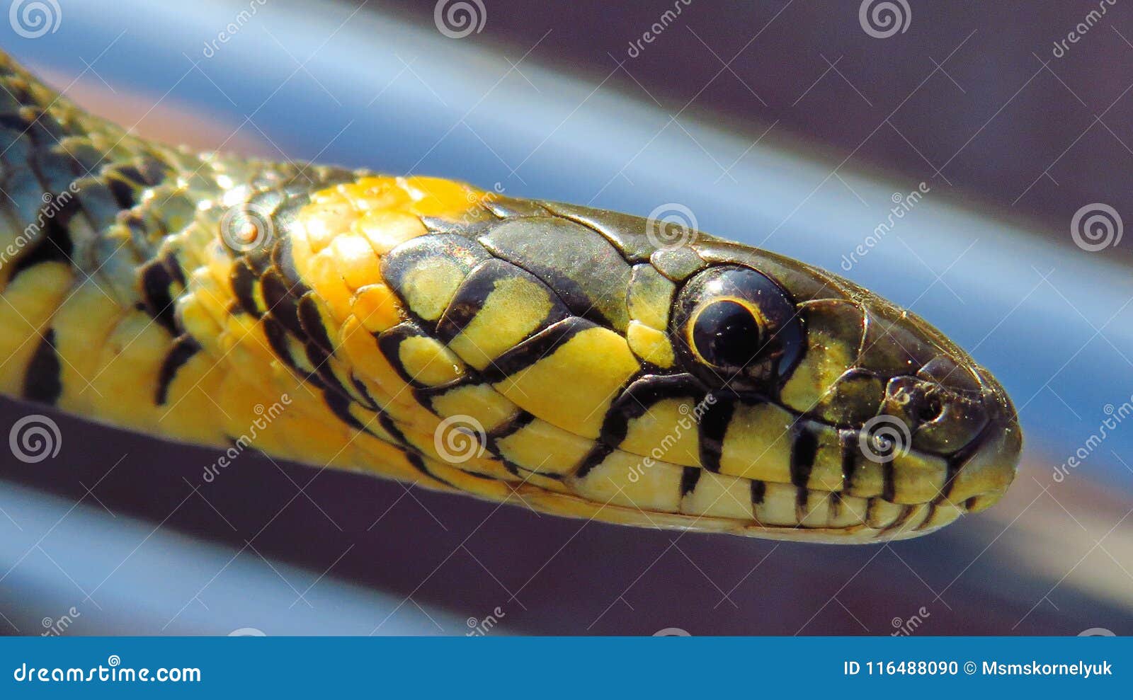 Testa del ` s del serpente fotografia stock. Immagine di testa - 116488090