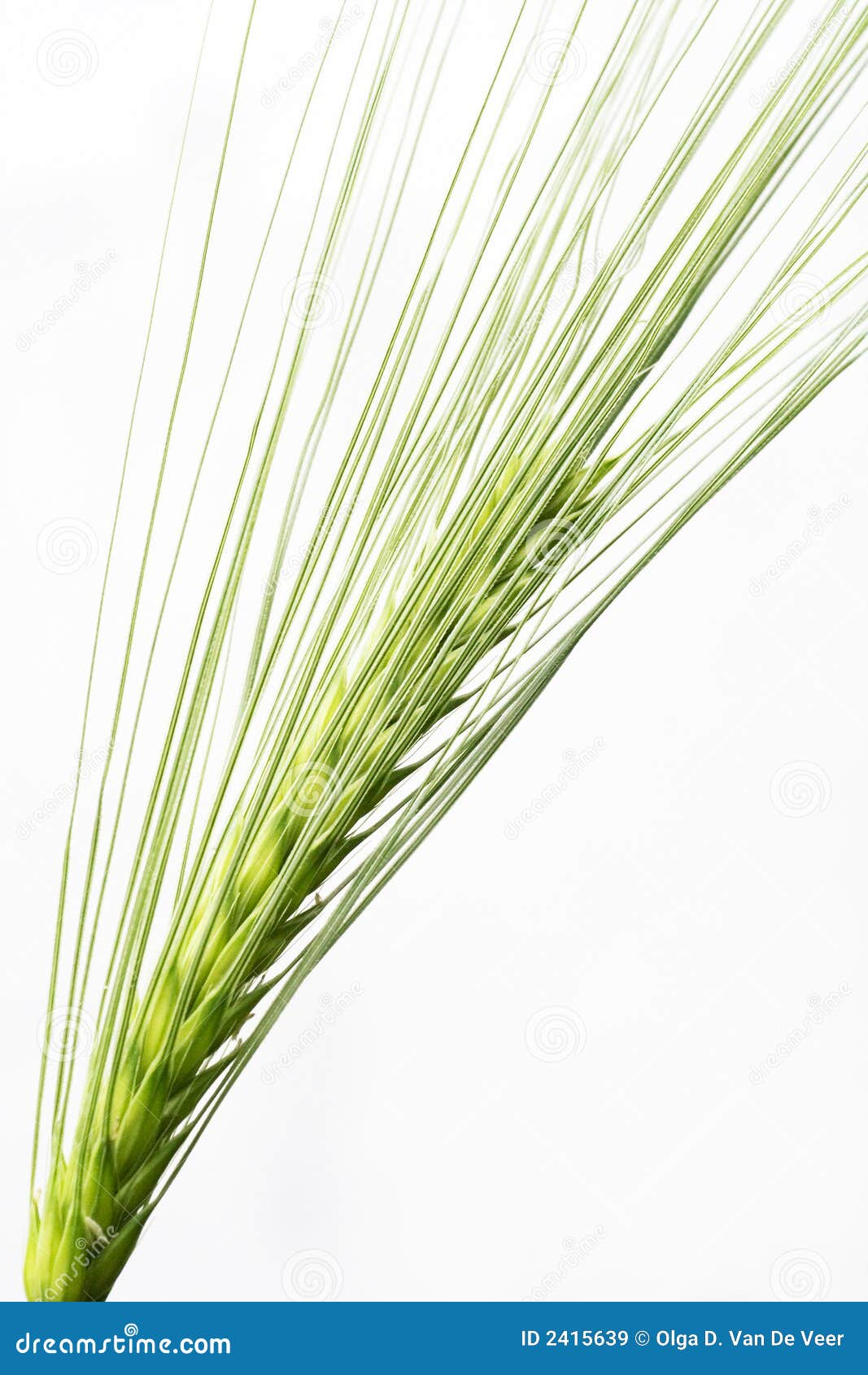 Testa del seme dell'orzo immagine stock. Immagine di semi - 2415639