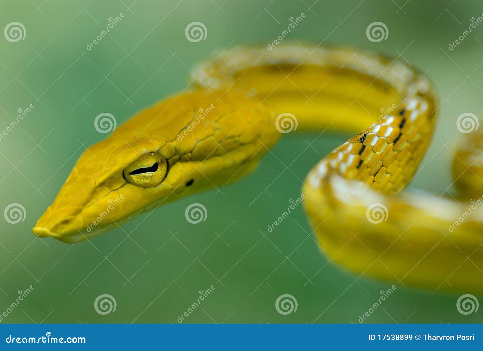 Testa del serpente immagine stock. Immagine di giallo - 17538899
