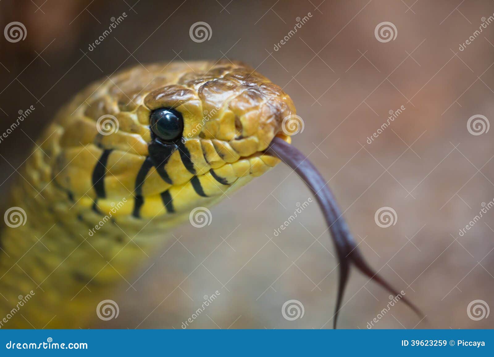 Testa del serpente immagine stock. Immagine di immagine - 39623259