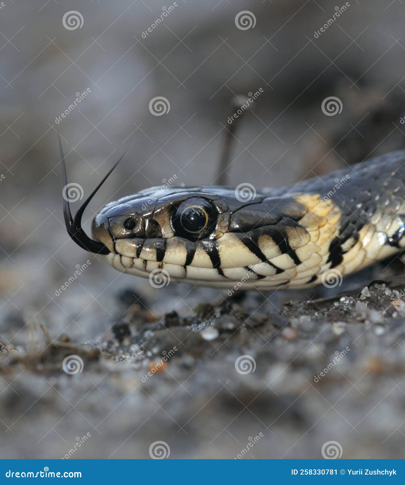 Testa Del Serpente D'erba Natrix Natrix Che Strizza La Lingua Forata ...