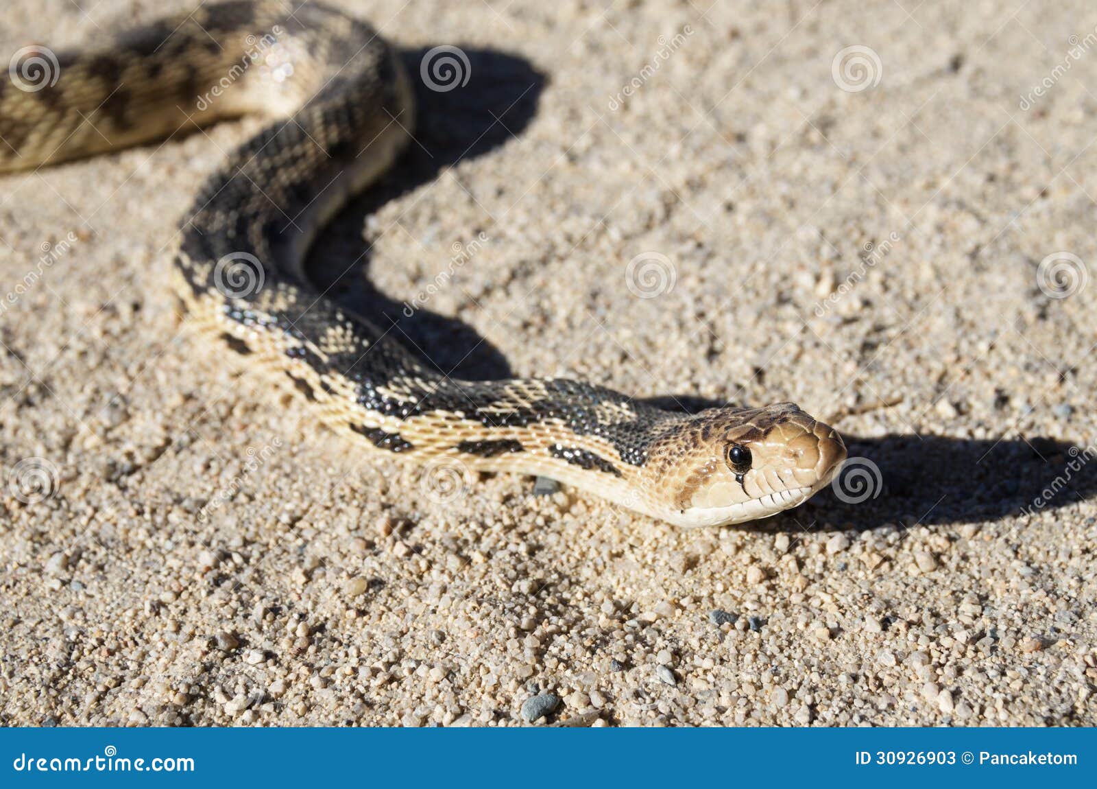 Testa Del Serpente Di Gopher Immagine Stock - Immagine di chiusura ...