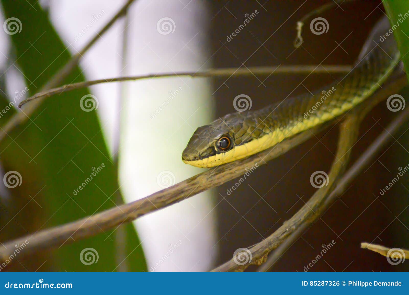 Testa del serpente verde fotografia stock. Immagine di estratto - 85287326
