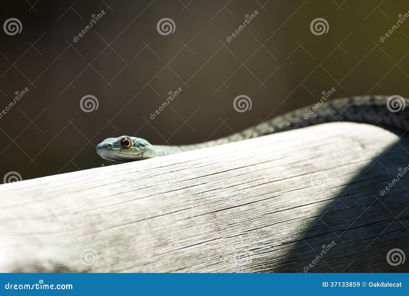 Testa Del Serpente Verde-macchiato Di Bush Immagine Stock - Immagine di ...
