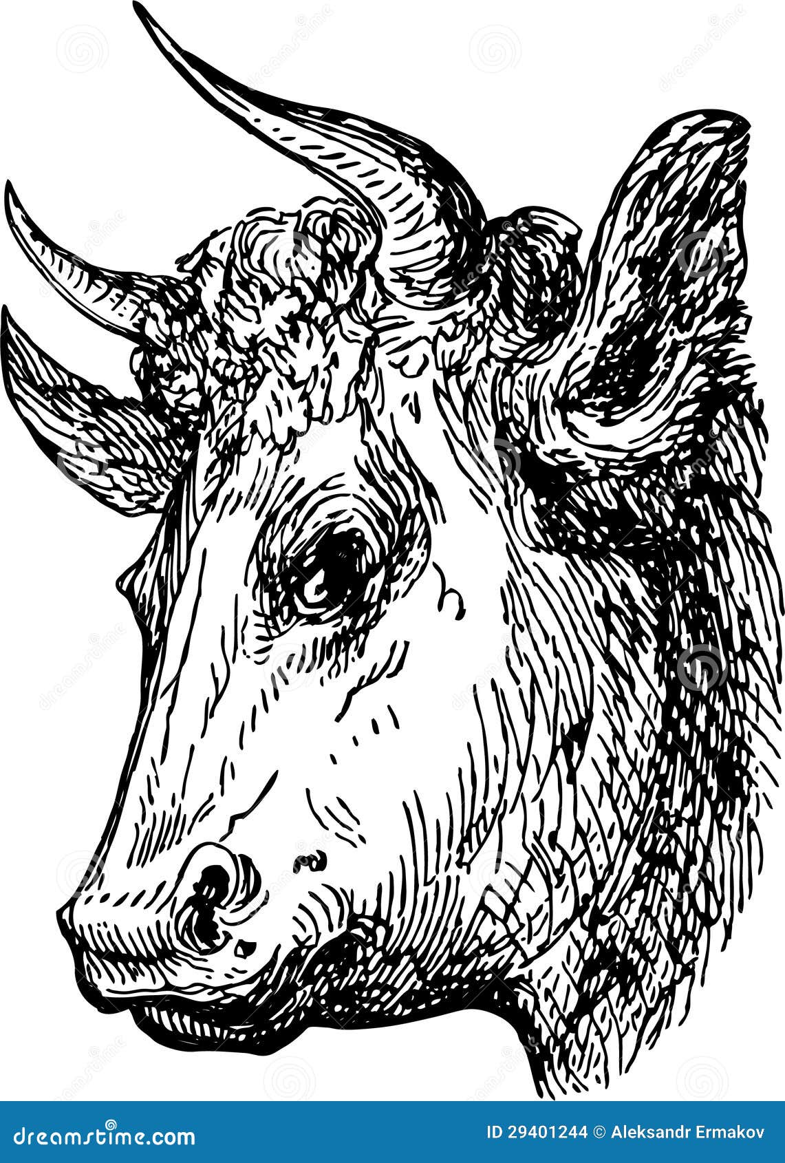 Testa del toro illustrazione vettoriale. Illustrazione di potenza ...