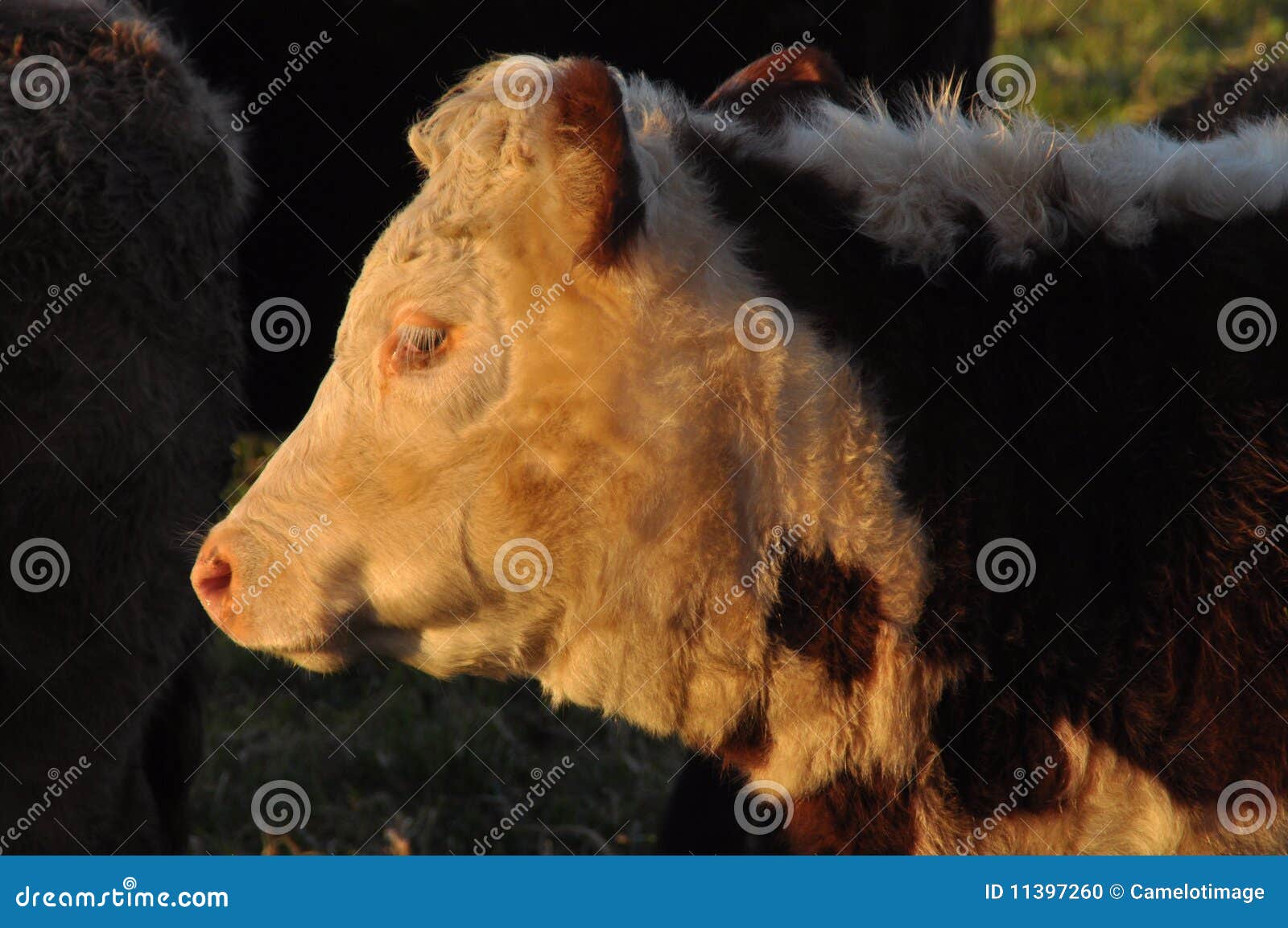 Testa Del Toro Di Hereford Nel Profilo Della Siluetta Fotografia Stock ...