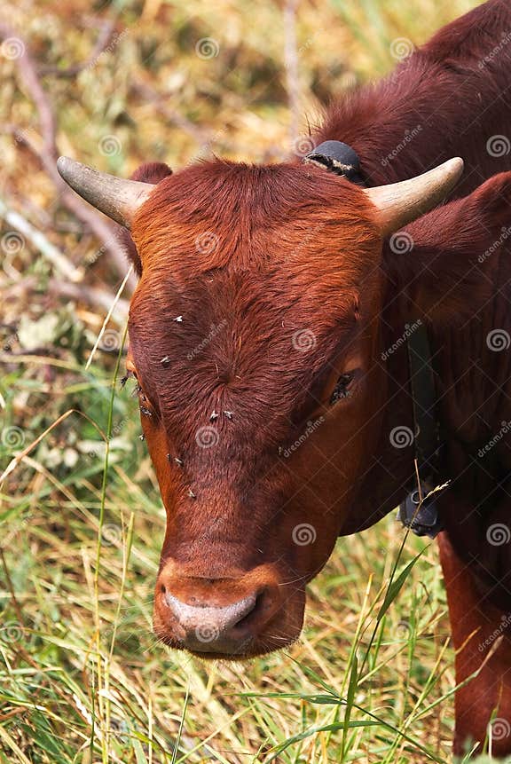 Testa del toro-vitello immagine stock. Immagine di podere - 15098695