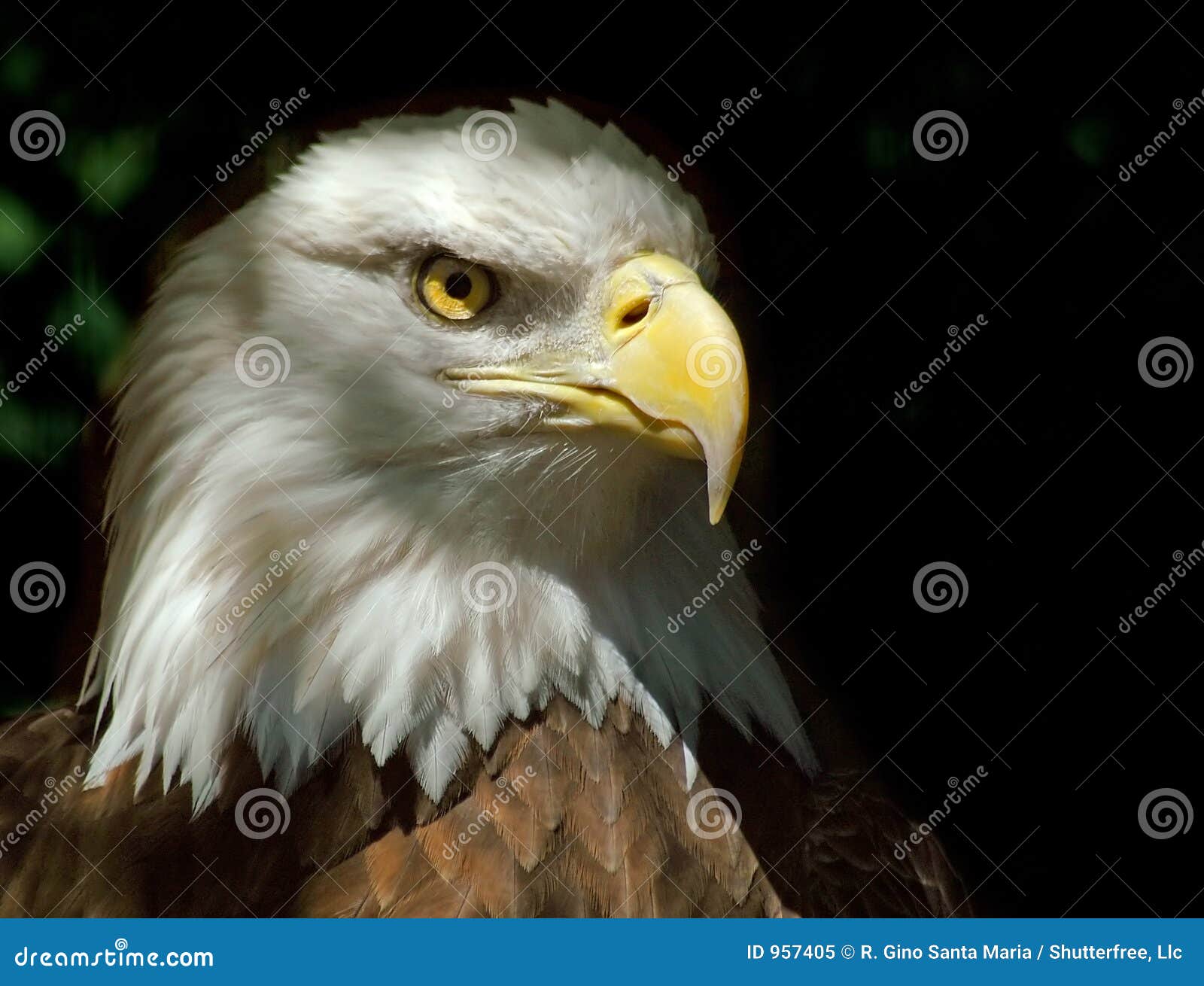 Testa dell'aquila calva immagine stock. Immagine di america - 957405