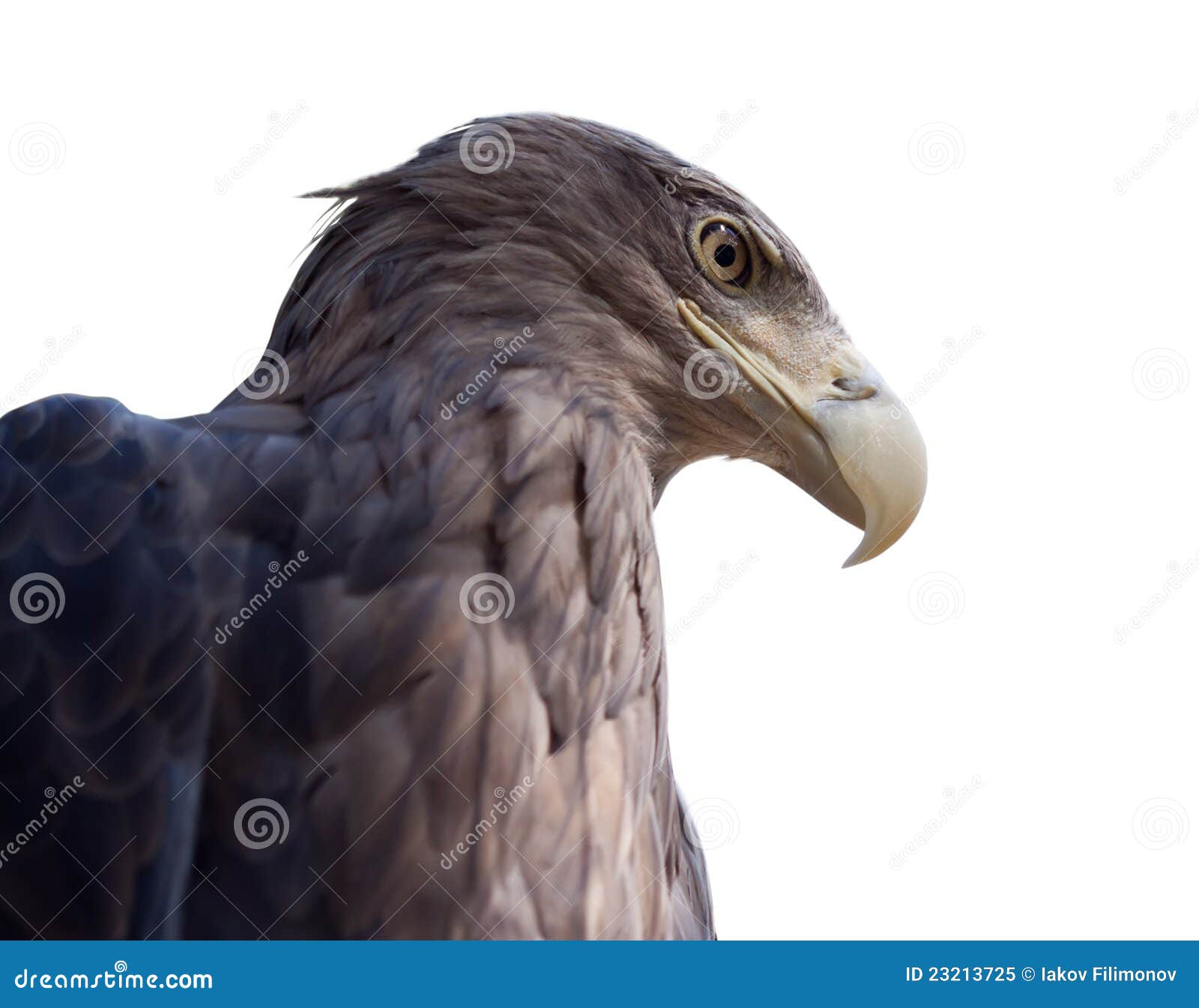 Testa Dell'aquila. Isolato Sopra Bianco Immagine Stock - Immagine di ...