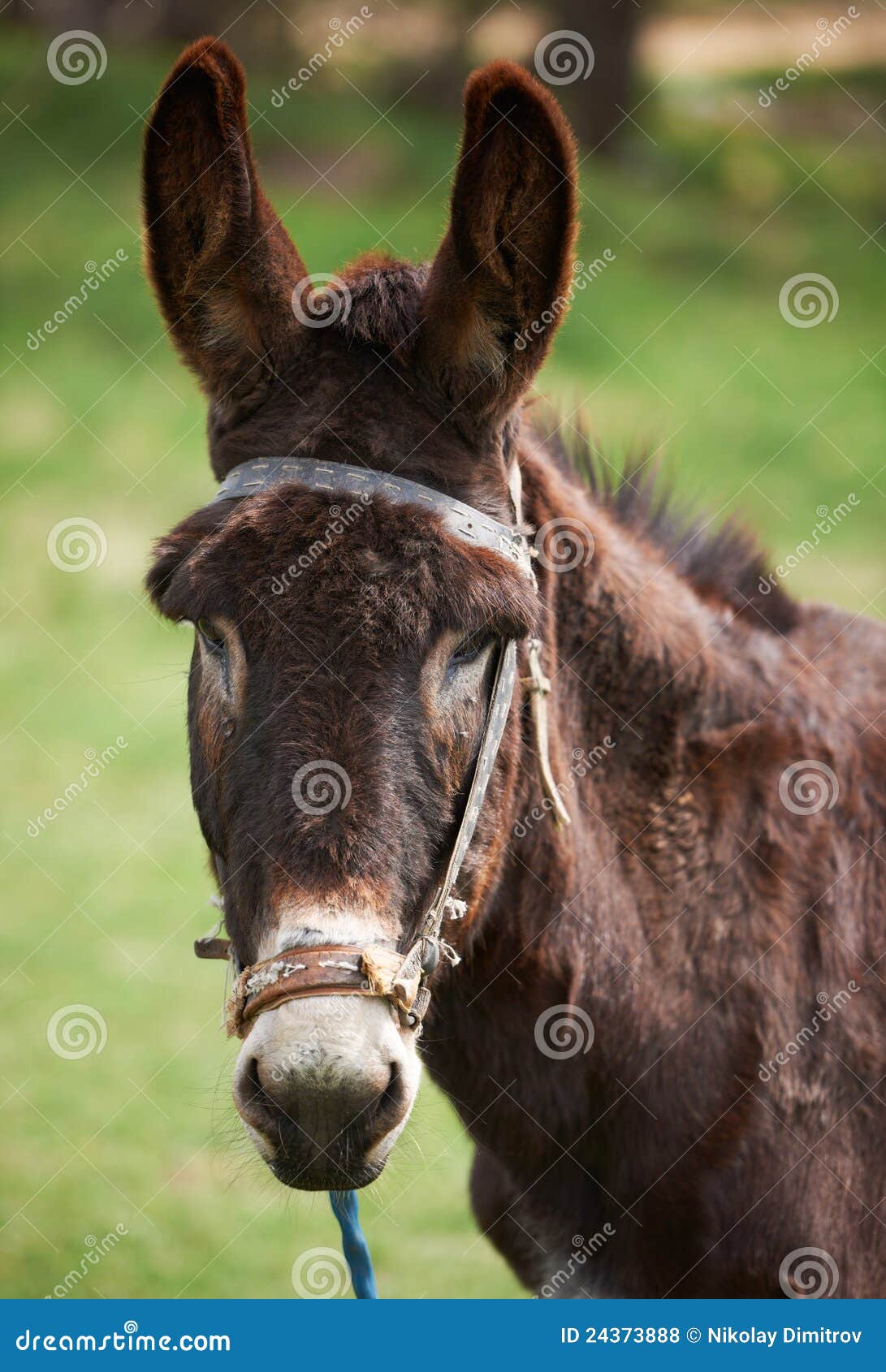 Testa dell'asino fotografia stock. Immagine di testa - 24373888
