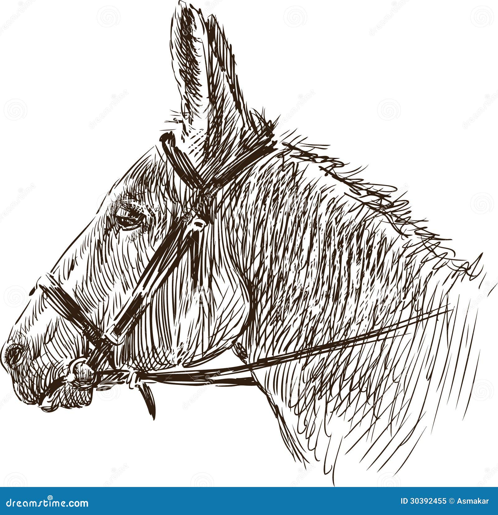 Testa dell'asino illustrazione vettoriale. Illustrazione di muso - 30392455