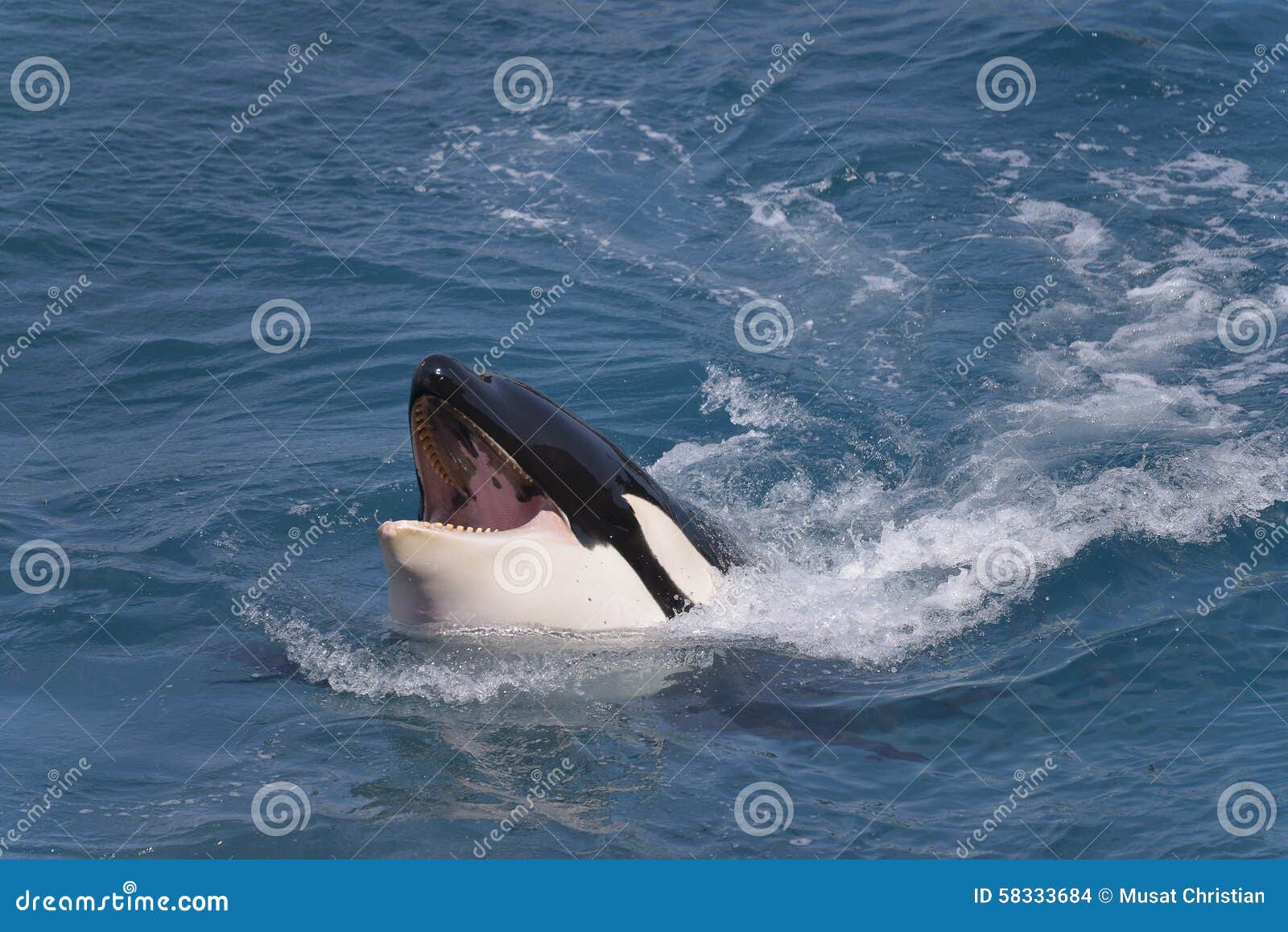 Testa dell'orca fotografia stock. Immagine di carnivoro - 58333684