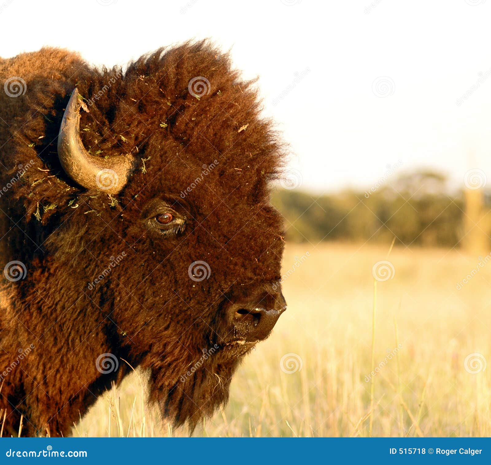Testa della Buffalo fotografia stock. Immagine di naturalness - 515718