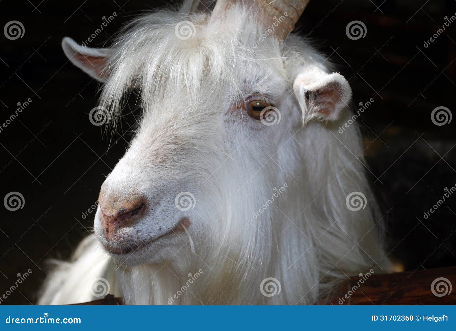 Testa della capra bianca fotografia stock. Immagine di carino - 31702360