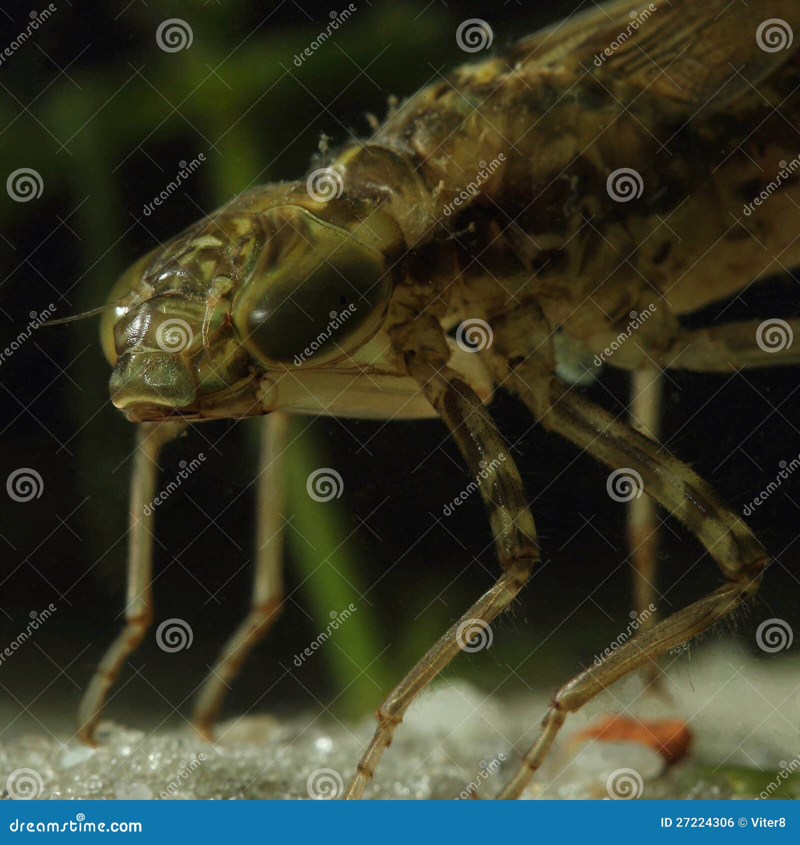 Testa Della Crisalide Della Libellula Fotografia Stock - Immagine di ...