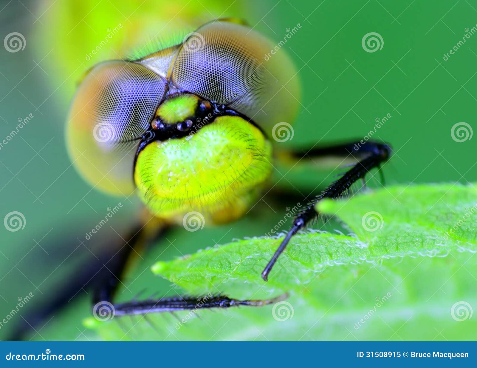 Testa della libellula immagine stock. Immagine di macro - 31508915
