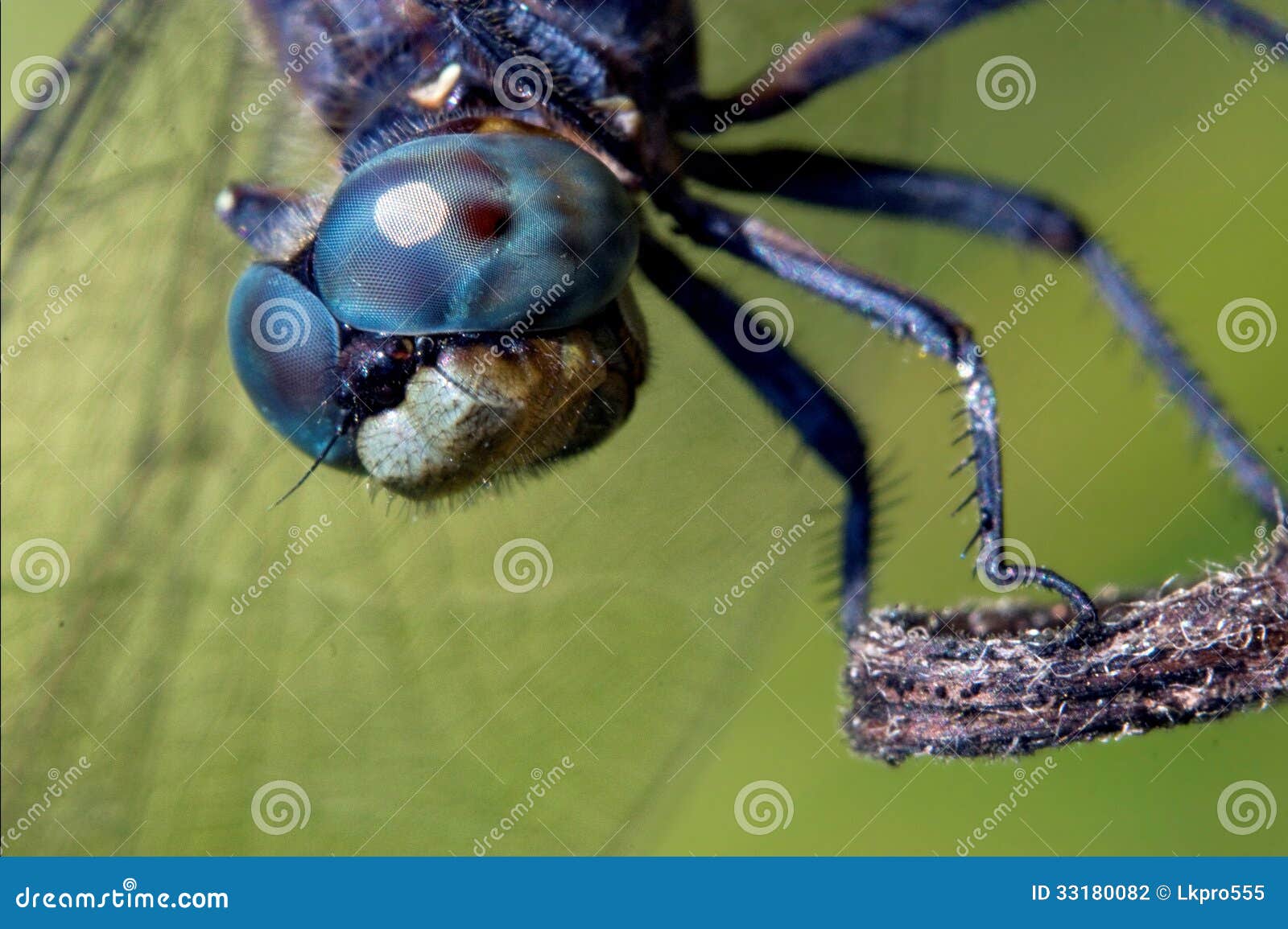 Testa Della Libellula Blu Selvaggia Fotografia Stock - Immagine di ...
