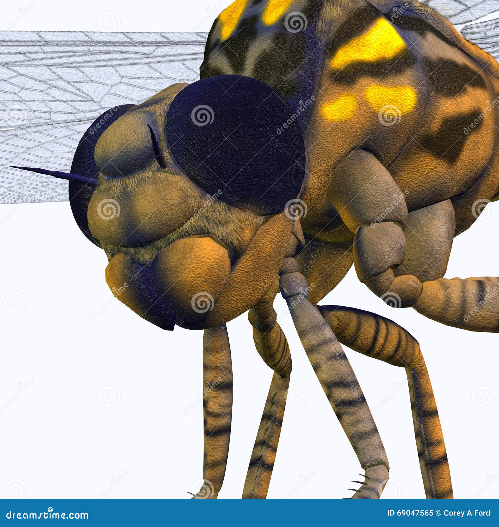 Testa Della Libellula Di Meganeura Illustrazione di Stock ...