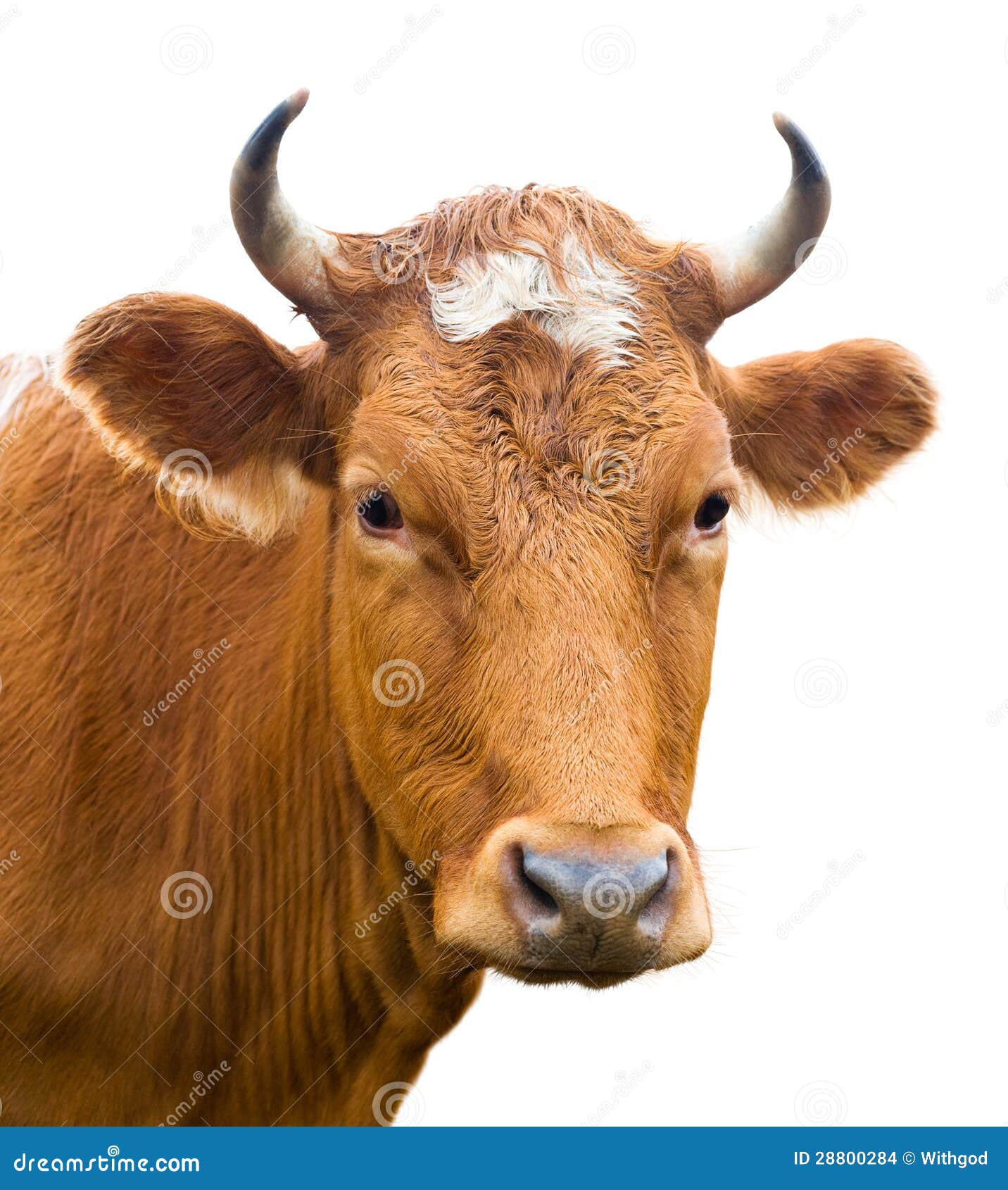 Testa della mucca, isolata fotografia stock. Immagine di muso - 28800284