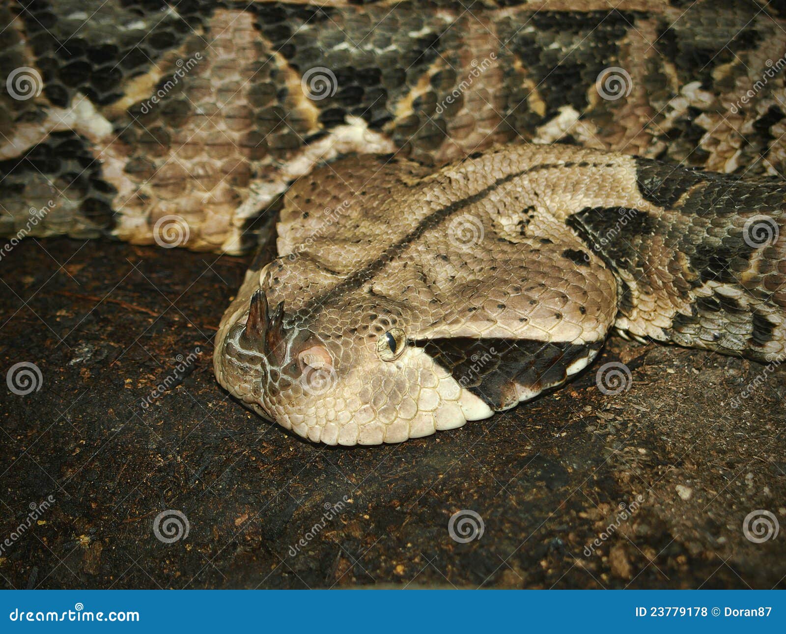 Testa della vipera cornuta fotografia stock. Immagine di veleno - 23779178