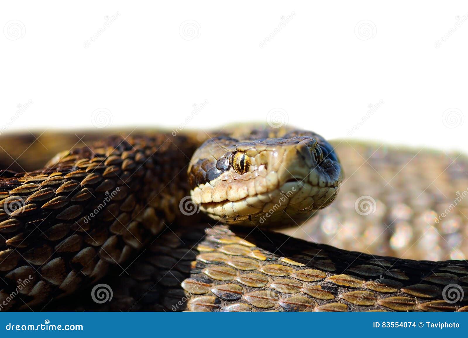 Testa Della Vipera Del Prato Con Il Posto Per Il Vostro Testo ...