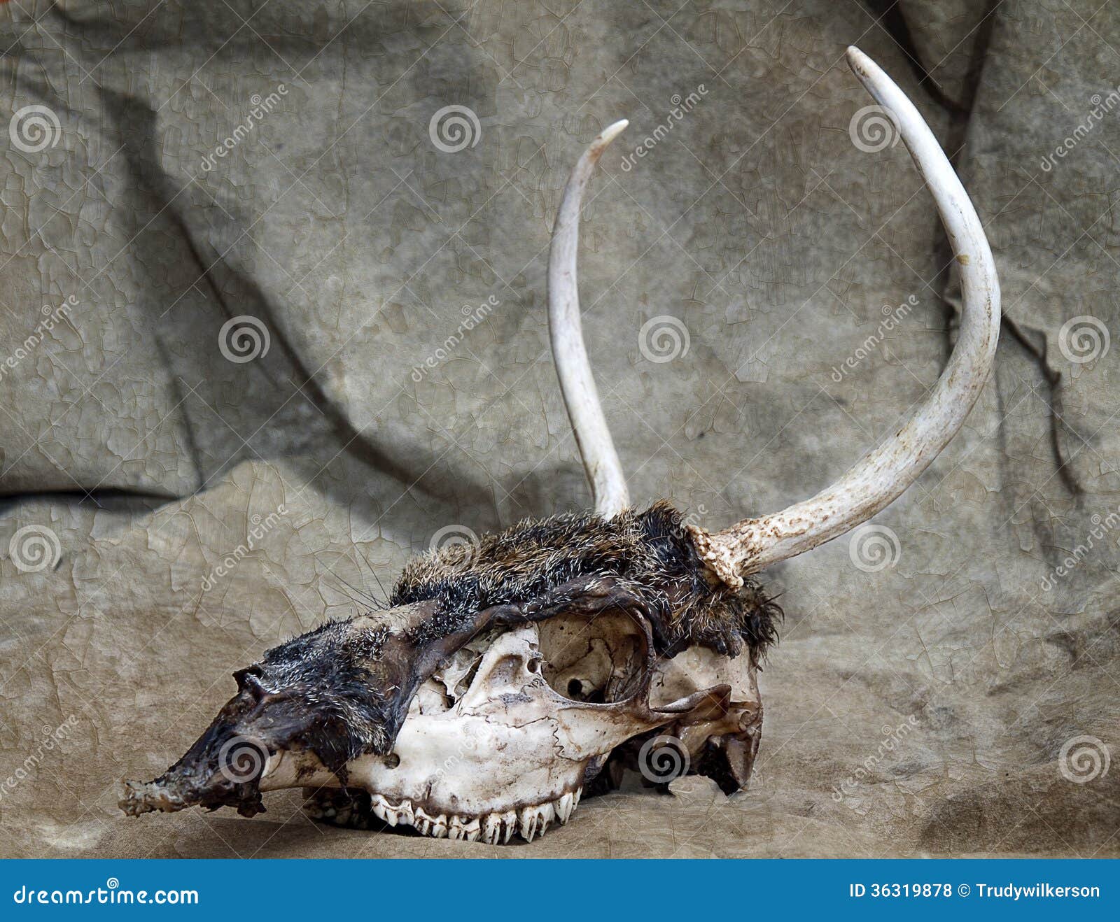 Testa Dello Scheletro Di Spike Deer Fotografia Stock - Immagine di ...