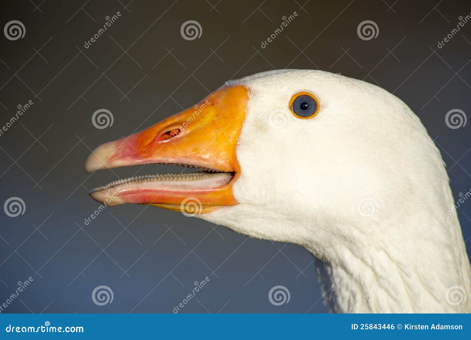 Testa Dettagliata Di Un'oca Bianca Fotografia Stock - Immagine di ...