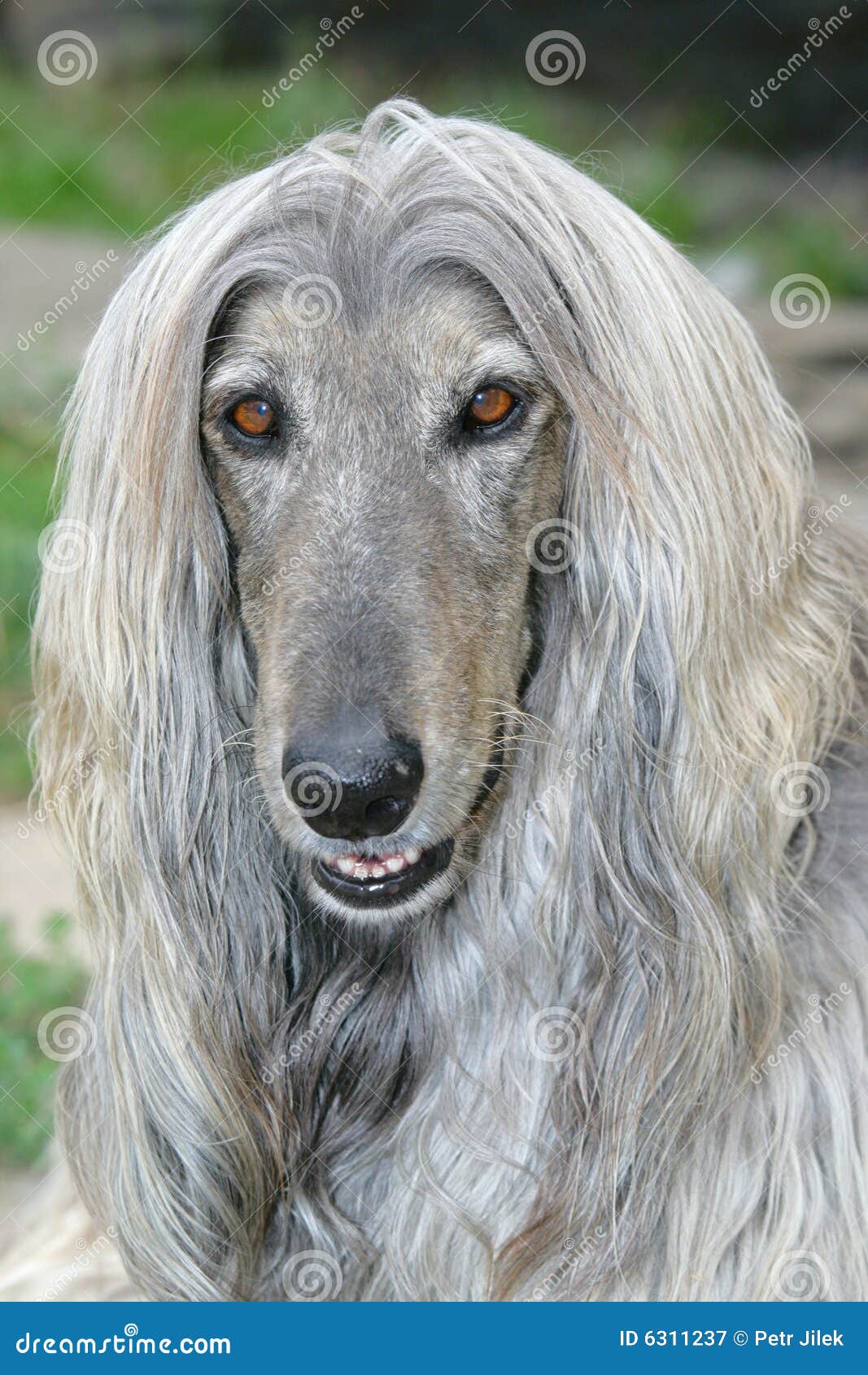 Testa Di Cane Del Levriero Afgano Immagine Stock - Immagine di salute ...