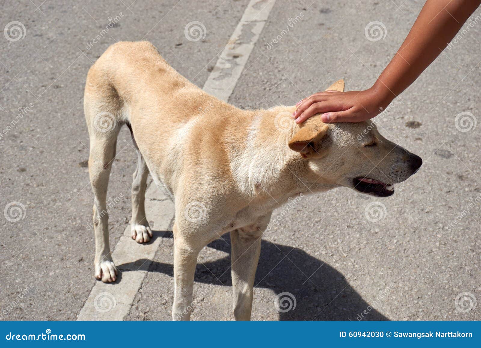 Testa di cane di Pat fotografia stock. Immagine di sensibilità - 60942030