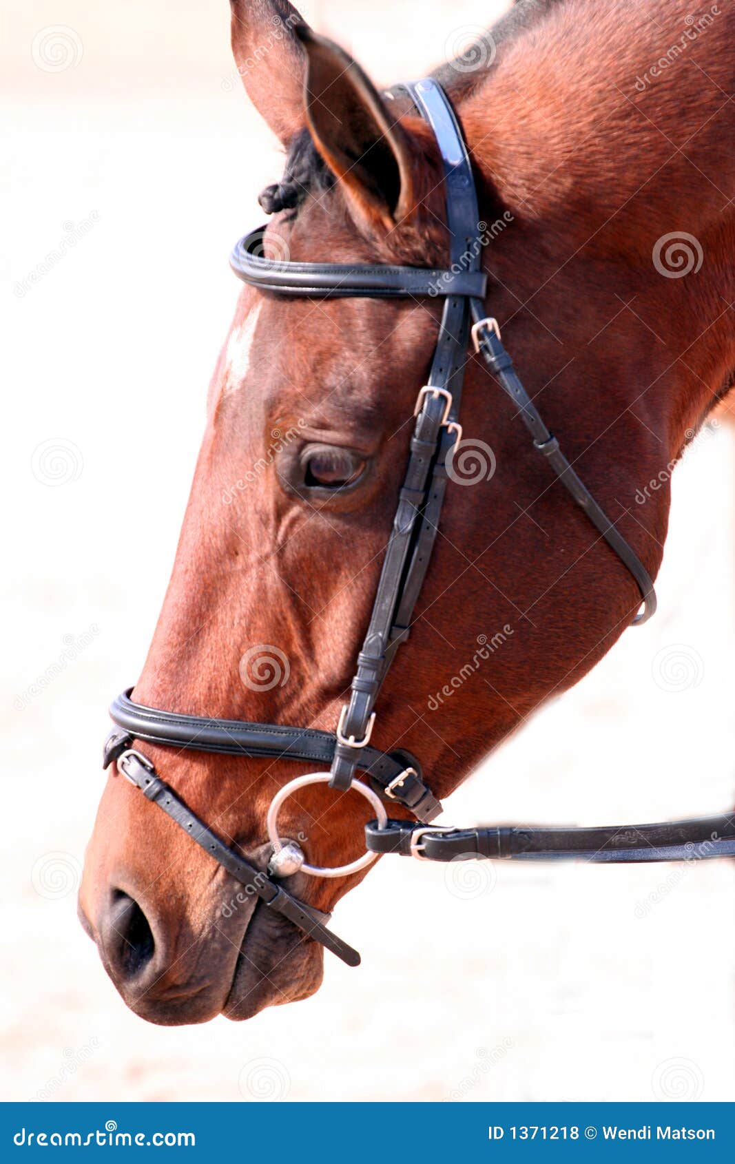 Testa di cavallo fotografia stock. Immagine di mammiferi - 1371218