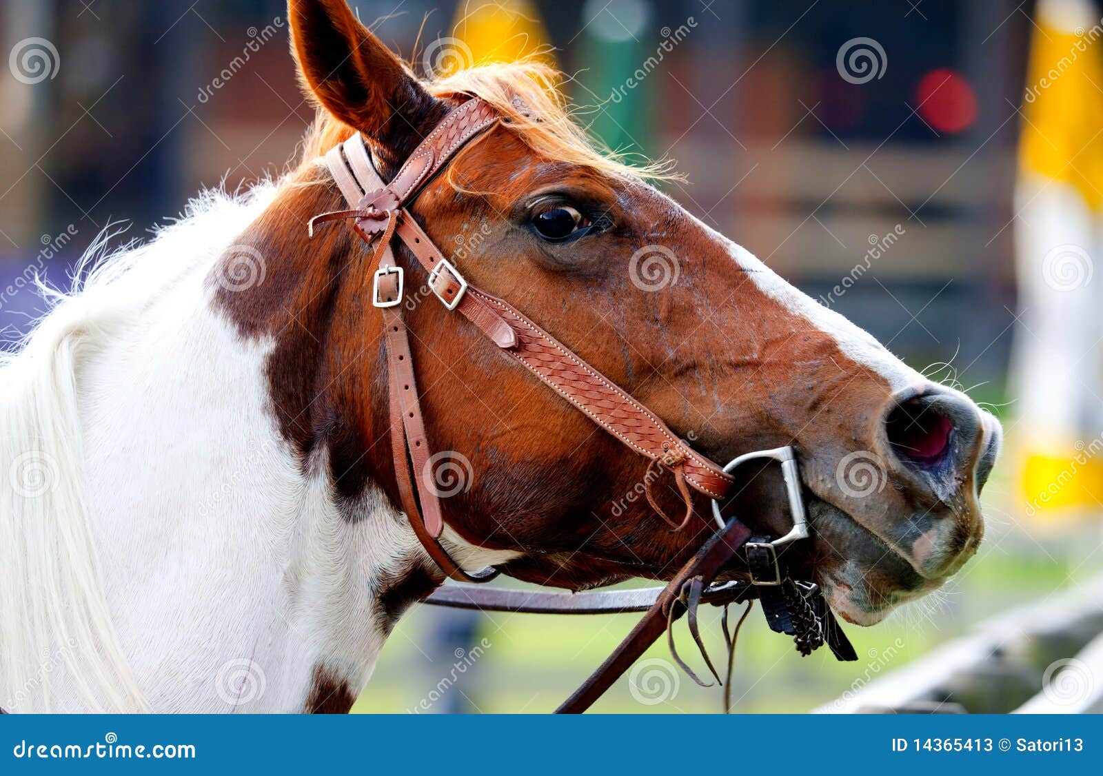 Testa di cavallo immagine stock. Immagine di dressaggio - 14365413