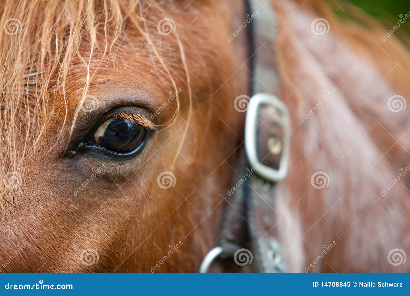 Testa di cavallo immagine stock. Immagine di occhio, mammifero - 14708845