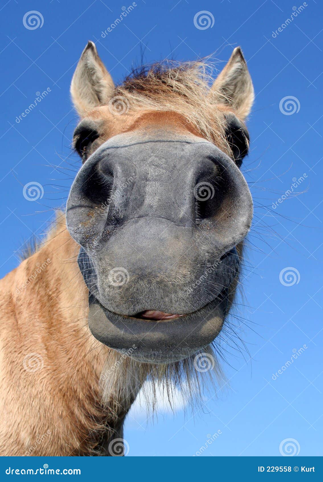 Testa di cavallo fotografia stock. Immagine di naso, cavallo - 229558