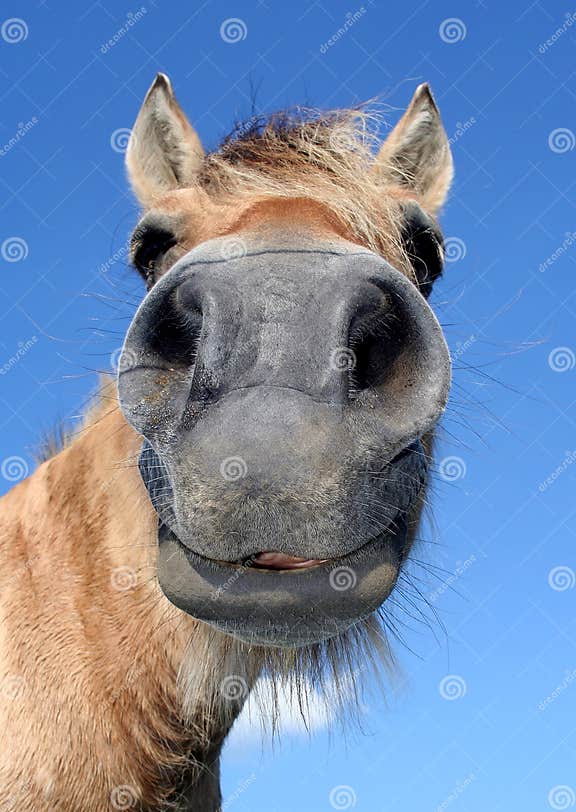 Testa di cavallo fotografia stock. Immagine di naso, cavallo - 229558