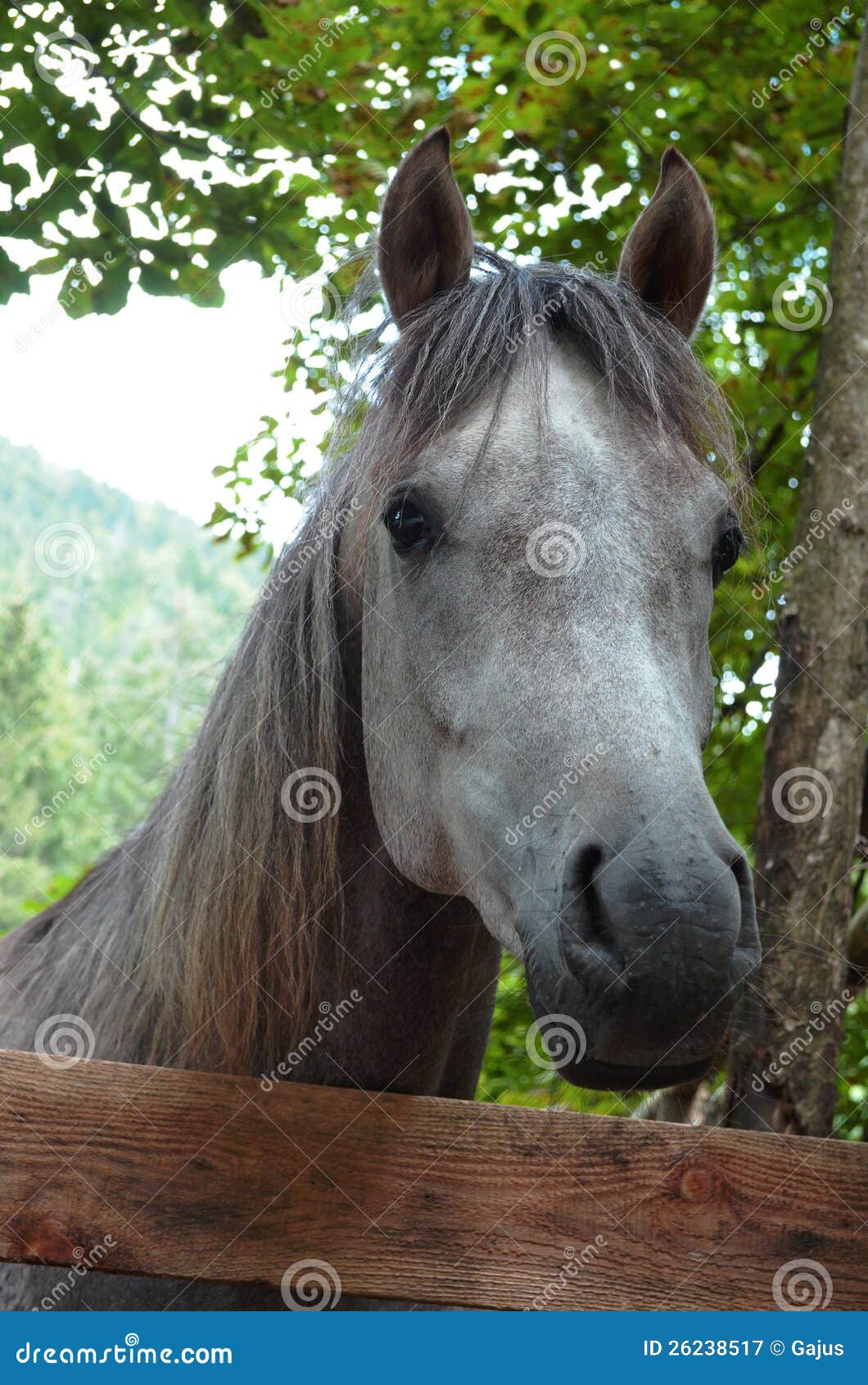 Testa di cavallo immagine stock. Immagine di mammifero - 26238517