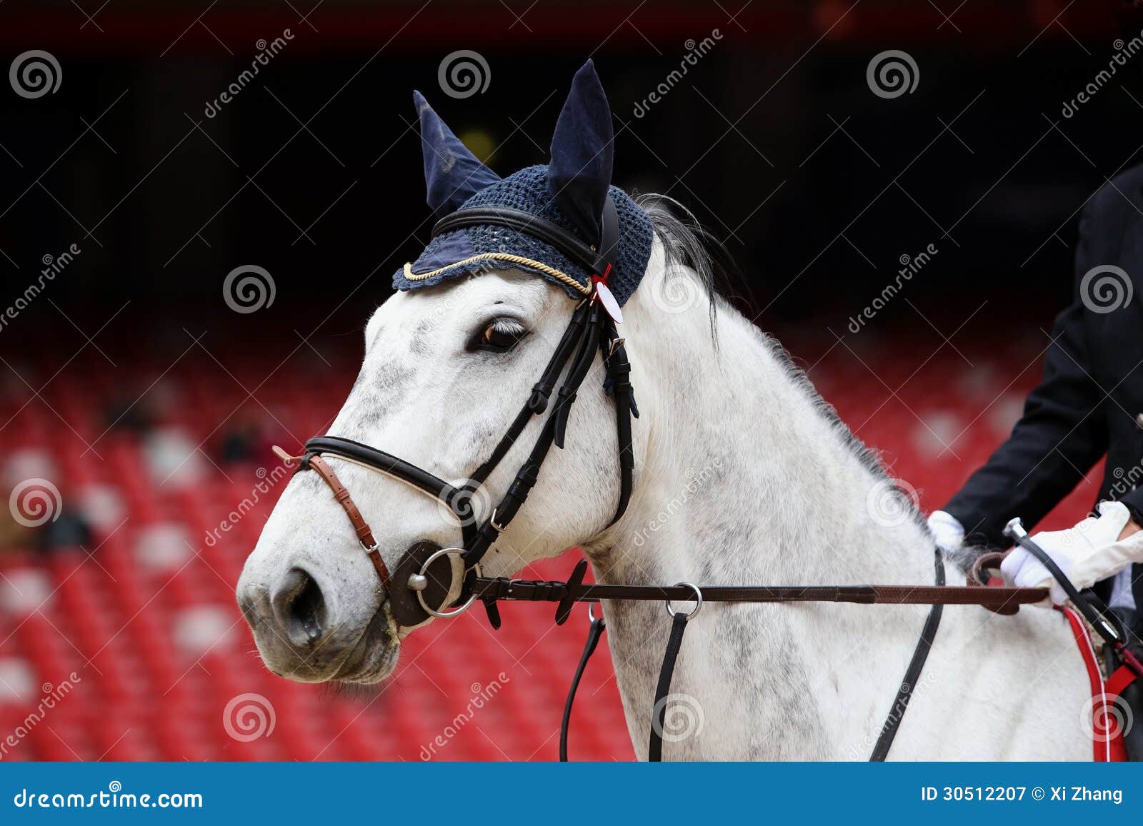 Testa di cavallo immagine stock. Immagine di redine, mammifero - 30512207